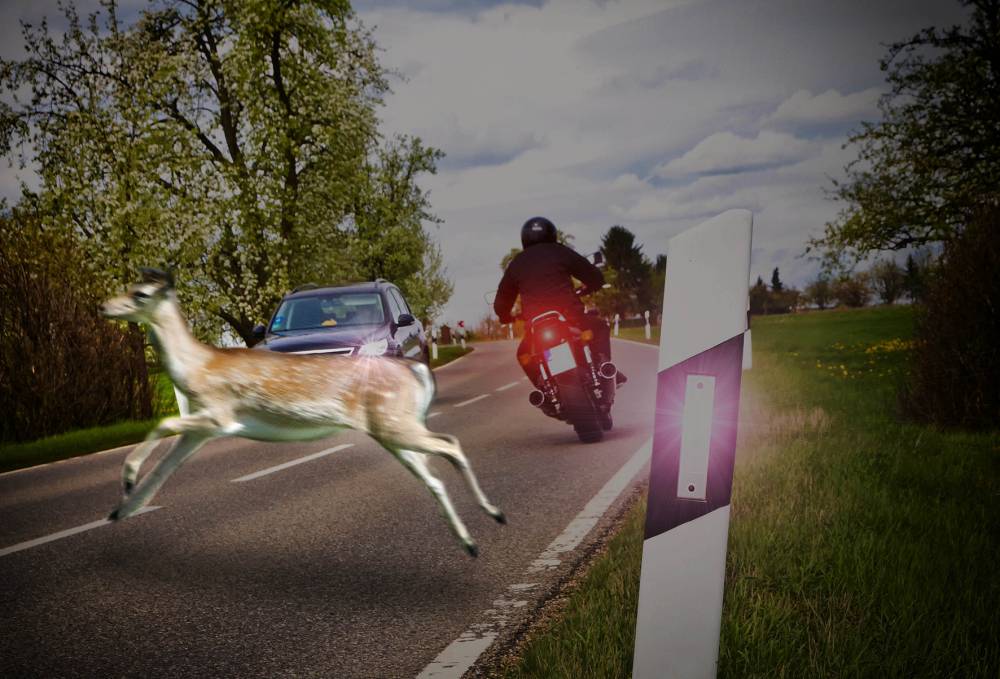 Fahrerin weicht Reh aus und prallt gegen Baum - Tutzing - Vor-Ort News